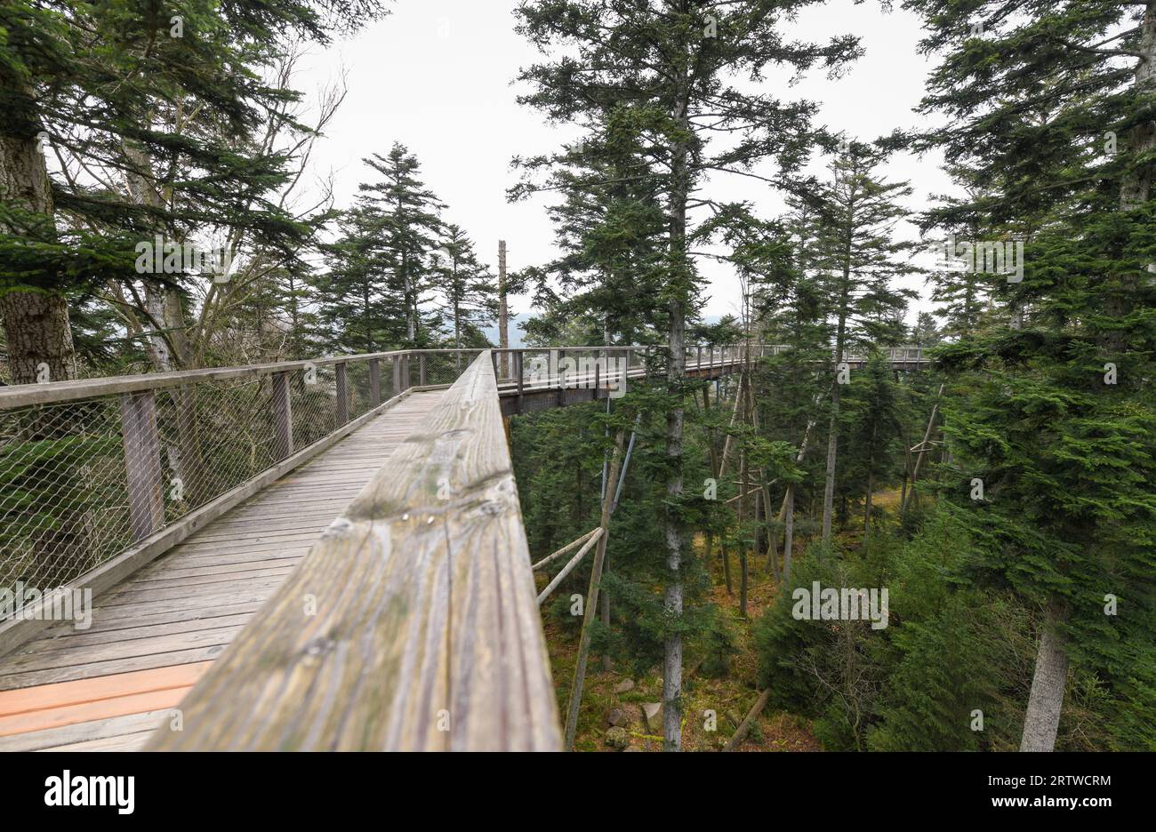The Baumwipfelpfad Schwarzwald, in Bad Wildbad, Baden-Württemberg Stock ...