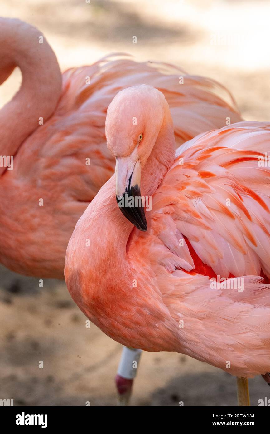 Pink flamingo bird in Parque das Aves (Birds Park), Paran Stock Photo ...