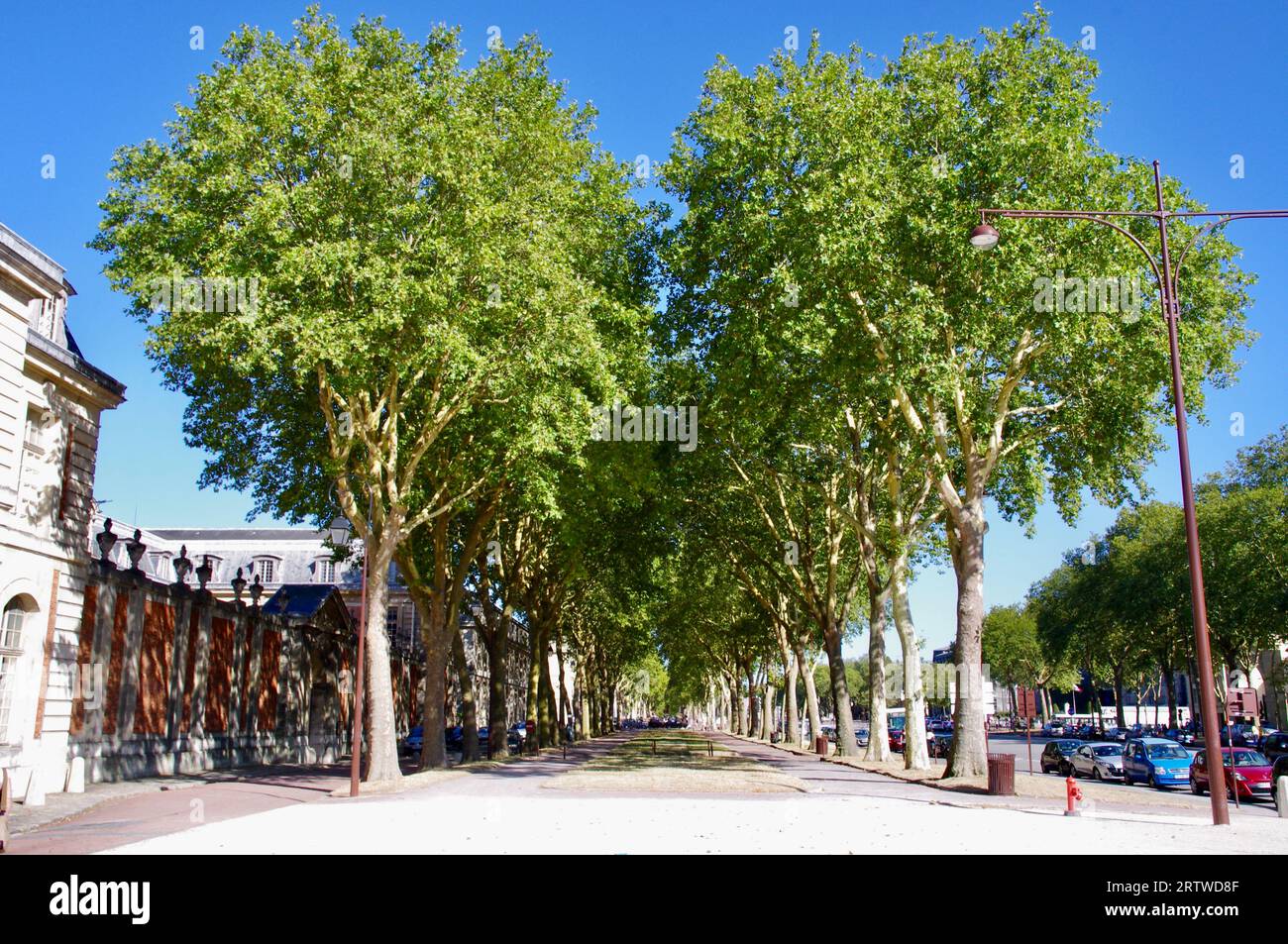 Tree Lined avenue under a bright blue sky. Versailles, France Stock ...
