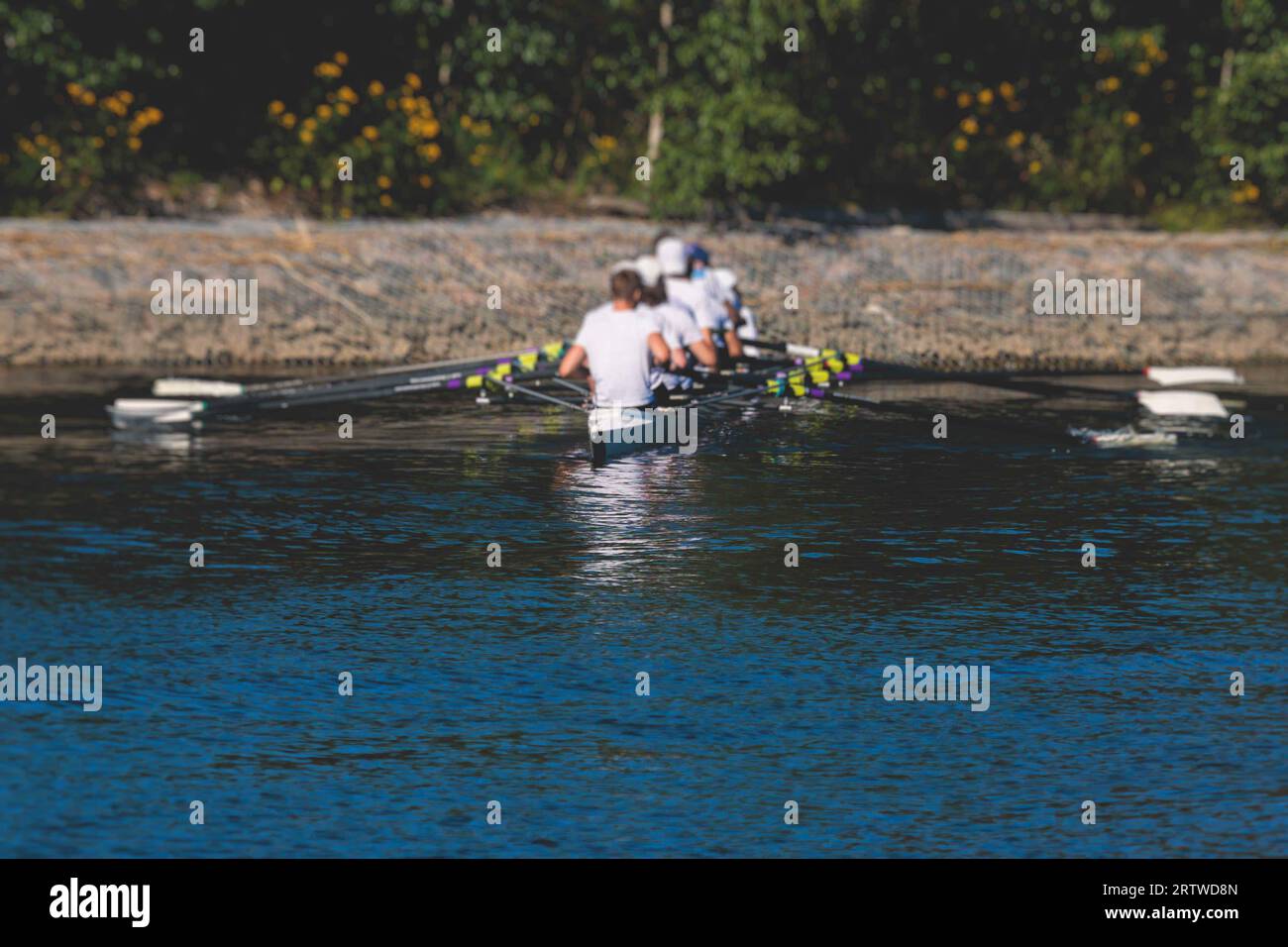 Group of rowing team athletes sculling during competition, kayak boats ...