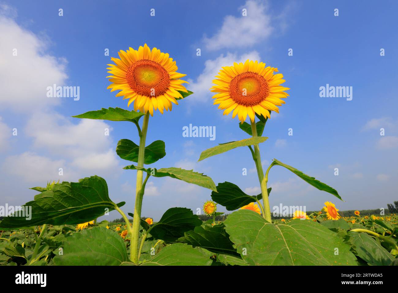 Sunflowers on a farm, China Stock Photo - Alamy