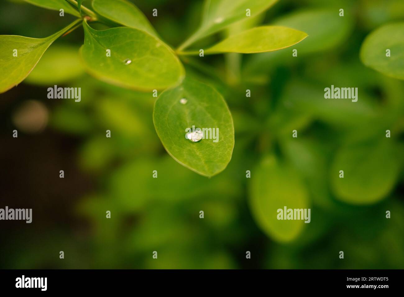 Small droplets on leaves of flower Stock Photo - Alamy