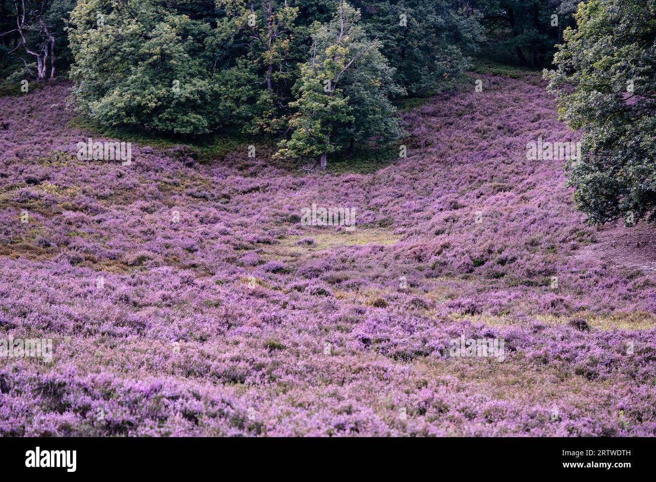 During the heather blossom in August on a mountain bike through the ...