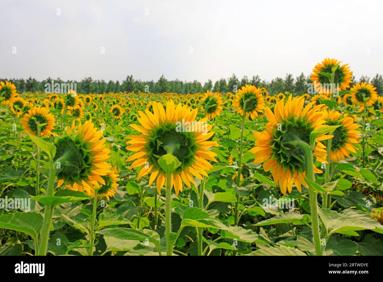 Sunflowers on a farm, China Stock Photo - Alamy