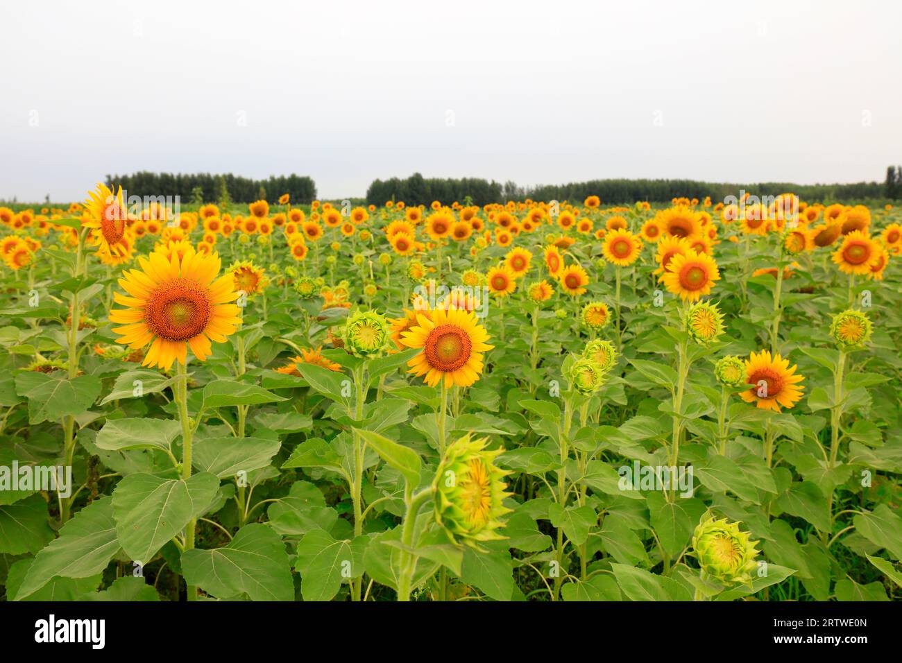 Sunflowers on a farm, China Stock Photo - Alamy
