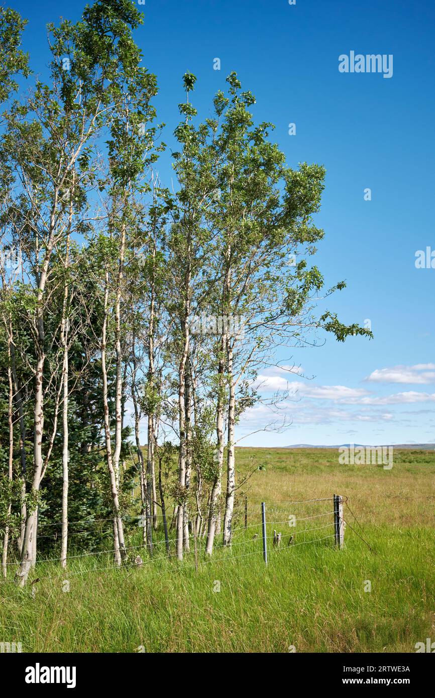 Grove iceland hi-res stock photography and images - Alamy