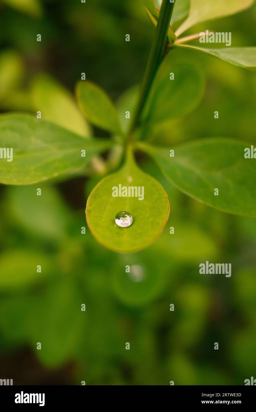 Fragile green plant hi-res stock photography and images - Alamy