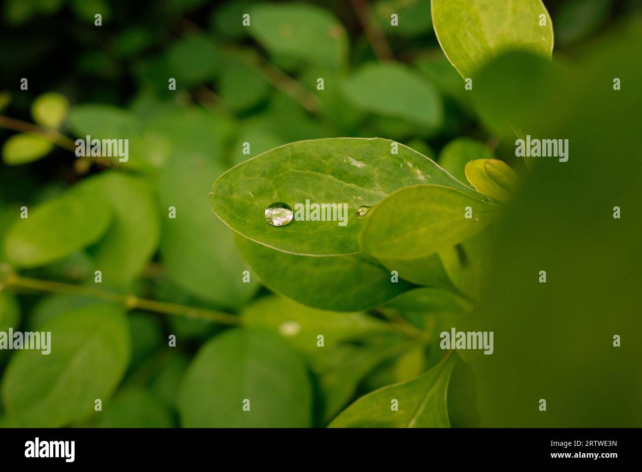 Green plant with little drop Stock Photo - Alamy