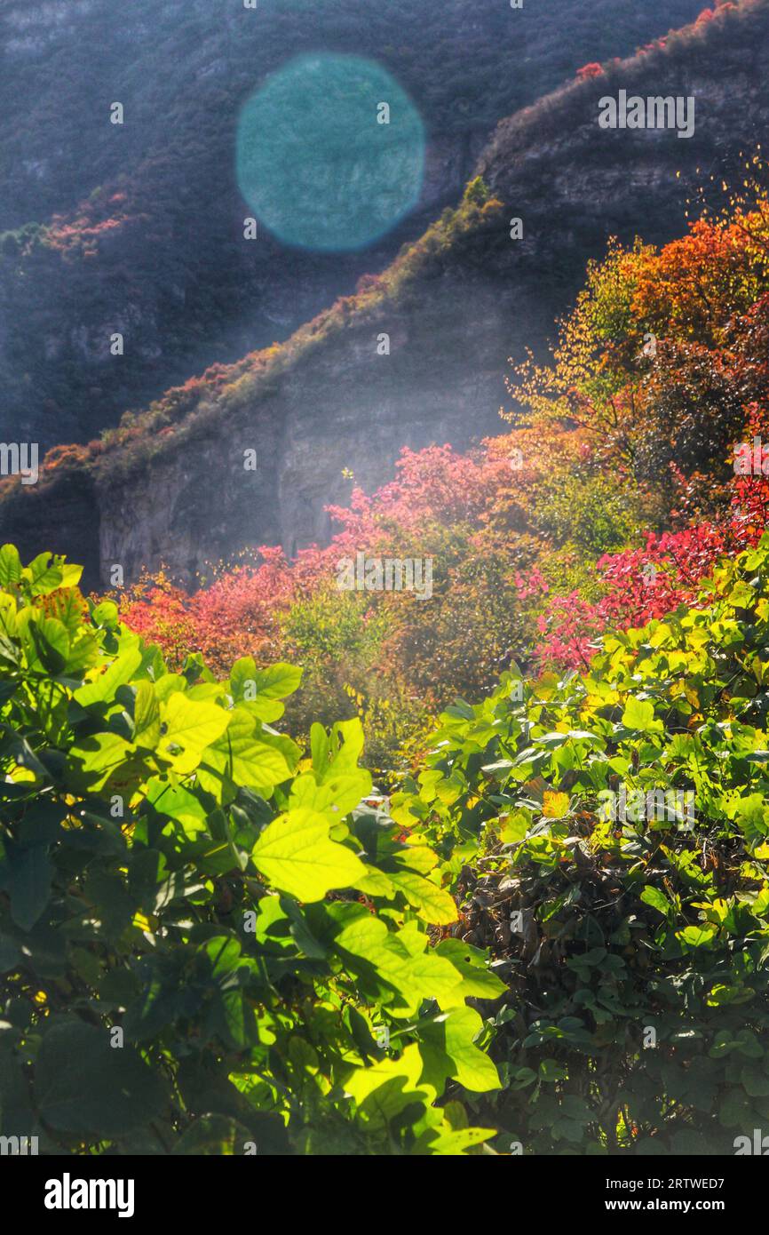 The beauty of diversity in nature hi-res stock photography and images ...