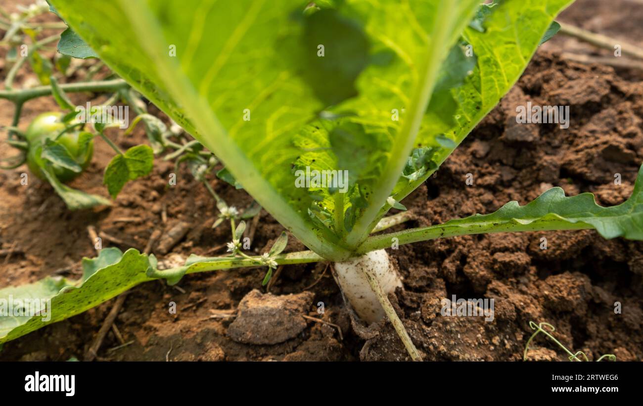 Radish growth hi-res stock photography and images - Alamy