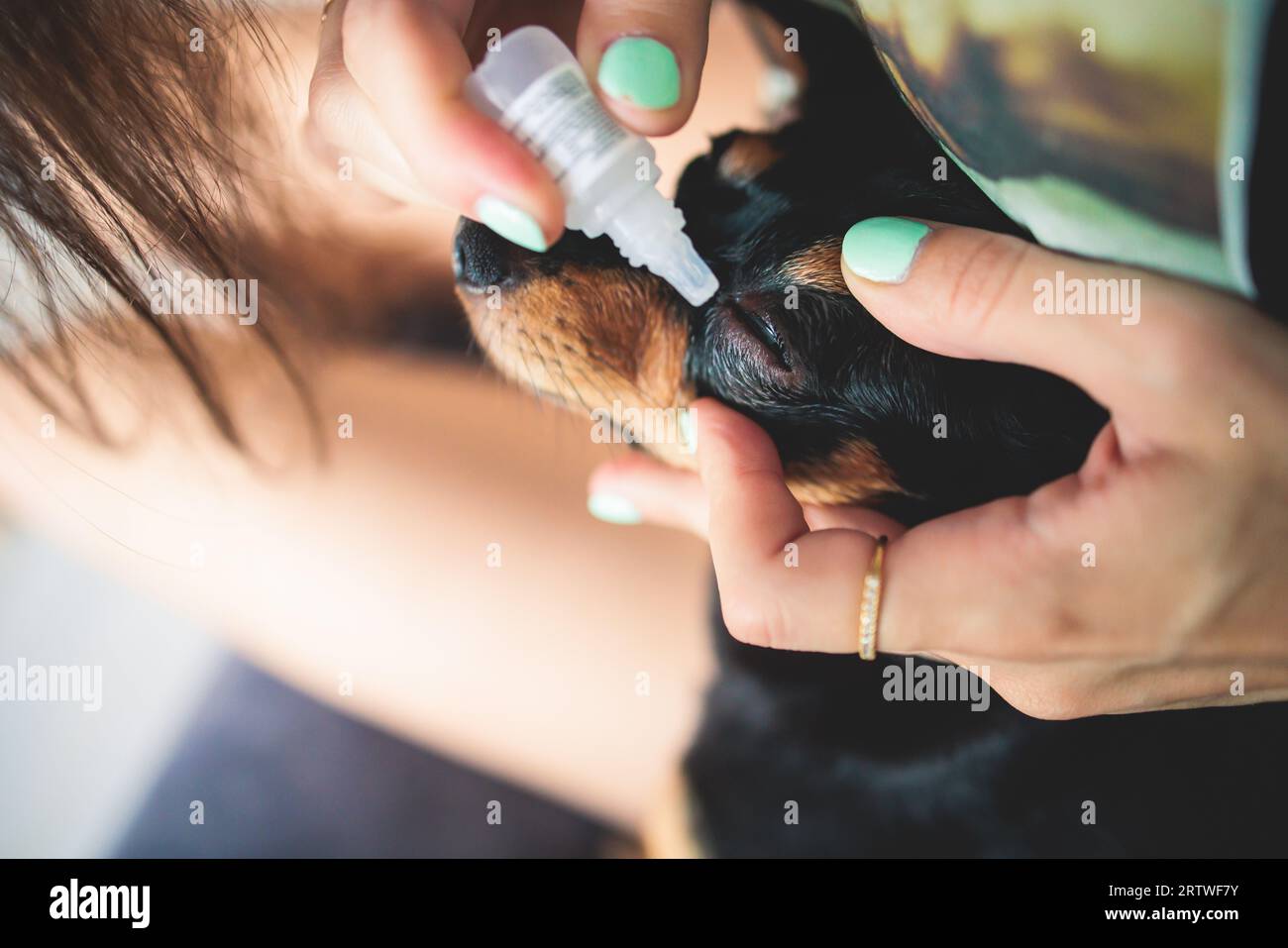 Conjunctivitis dog hi-res stock photography and images - Alamy