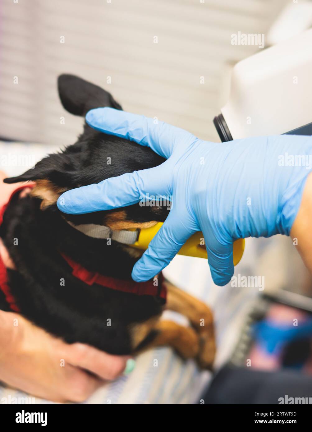 Small dog wearing duck mouth muzzle examined at vet station ...