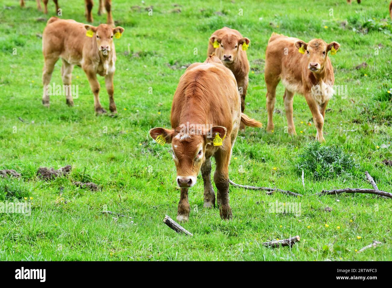Four young calves hi-res stock photography and images - Alamy