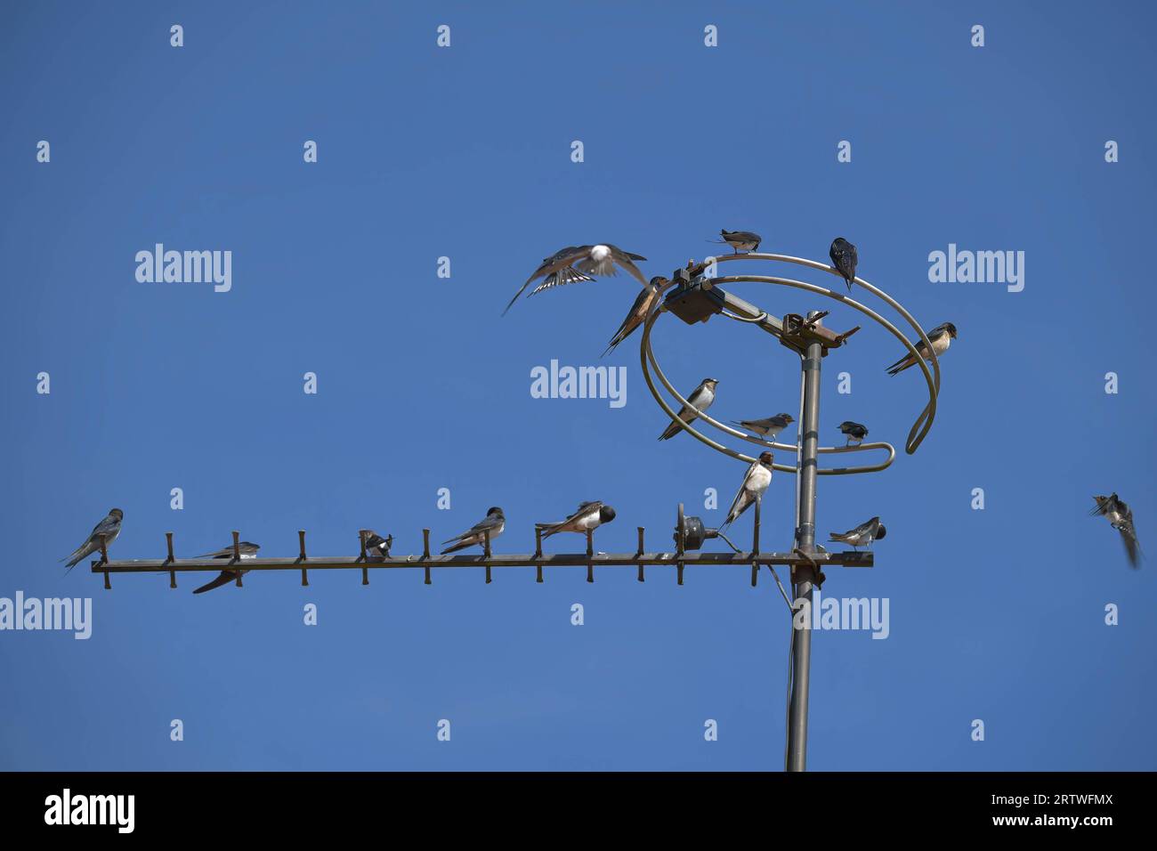A group, flock, of Swallows, Hirundo rustica, perching on a television ...
