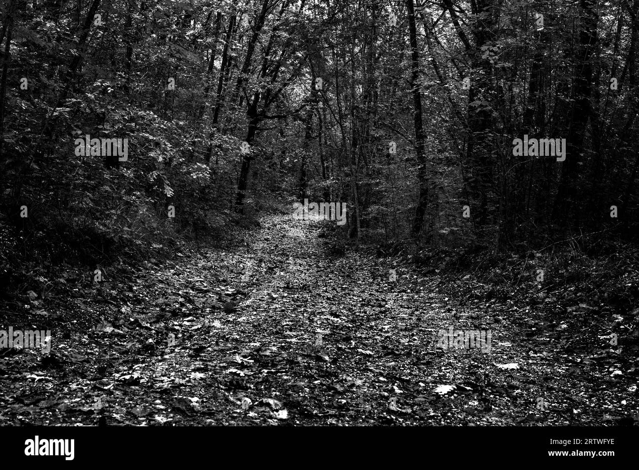 Fall foliage and light Black and White Stock Photos & Images - Alamy