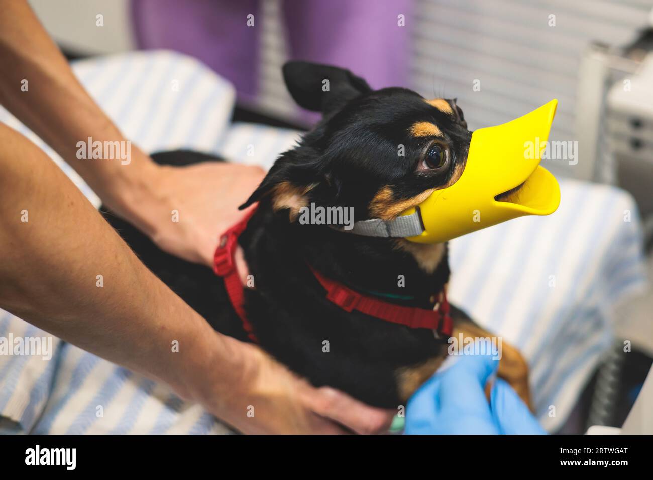 Small dog wearing duck mouth muzzle examined at vet station ...