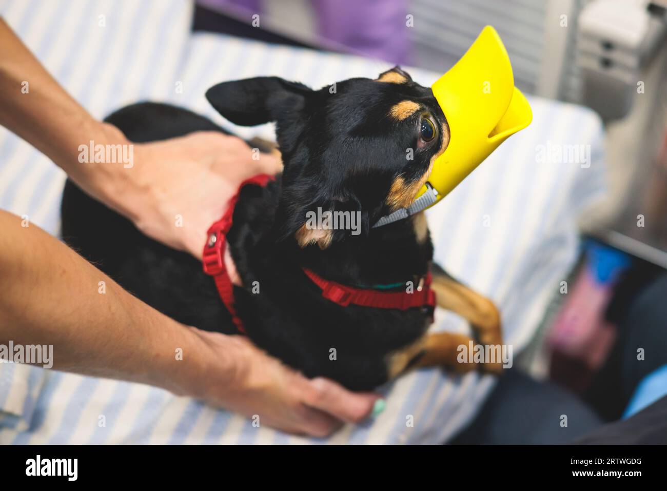 Small dog wearing duck mouth muzzle examined at vet station ...