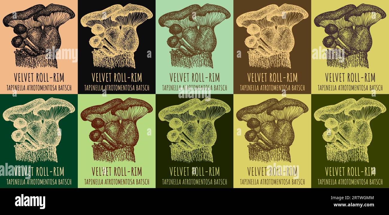 Set of vector drawing of VELVET ROLL-RIM in various colors. Hand drawn ...