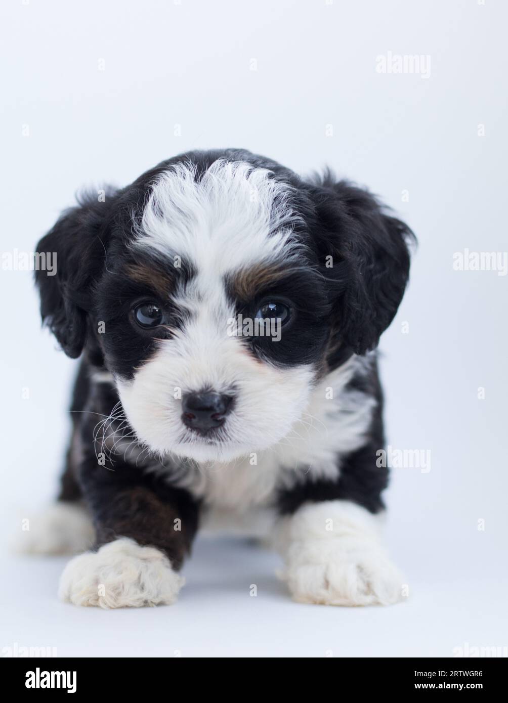 An adorable black and white spotted pup with striking blue eyes on a ...