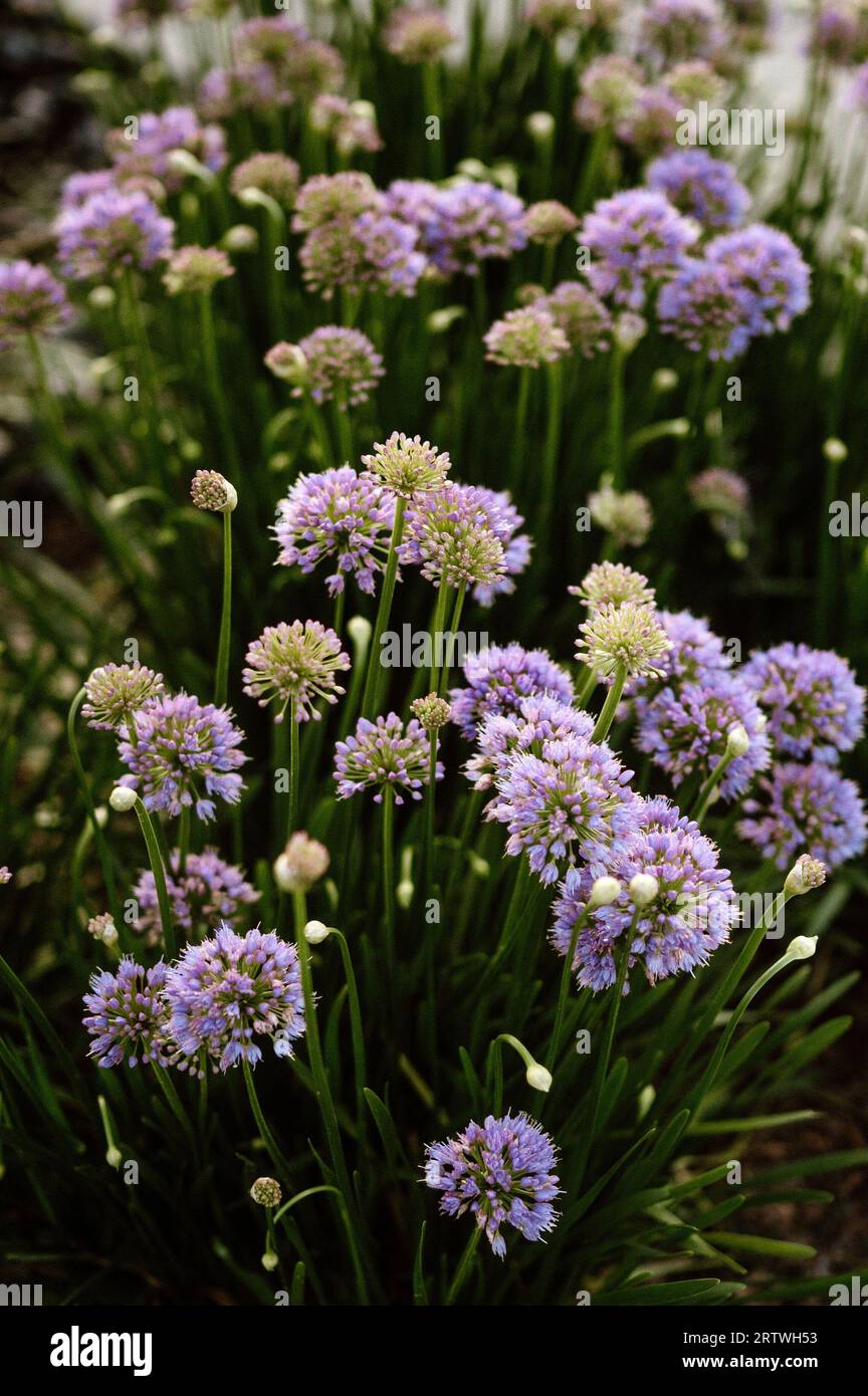 A vertical of purple flowers at Longwood Gardens in Pennsylvania Stock ...
