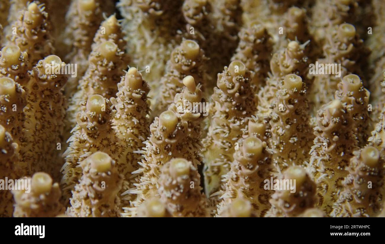 Marine biology specimens hi-res stock photography and images - Alamy