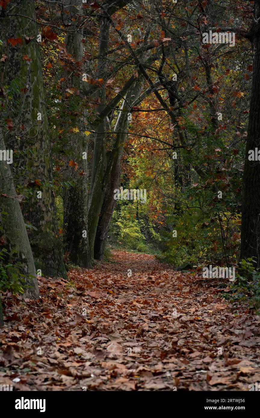 Peacefulm trees hi-res stock photography and images - Alamy