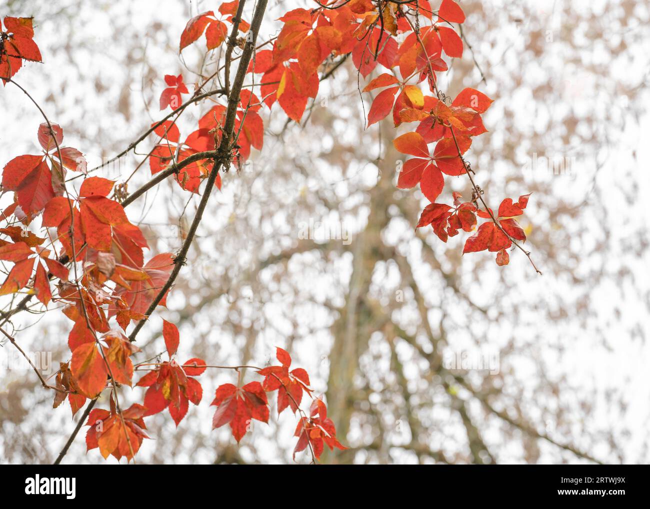 Reddish wild grapevine (Parthenocissus vitacea). Autumn ambiance. Look ...