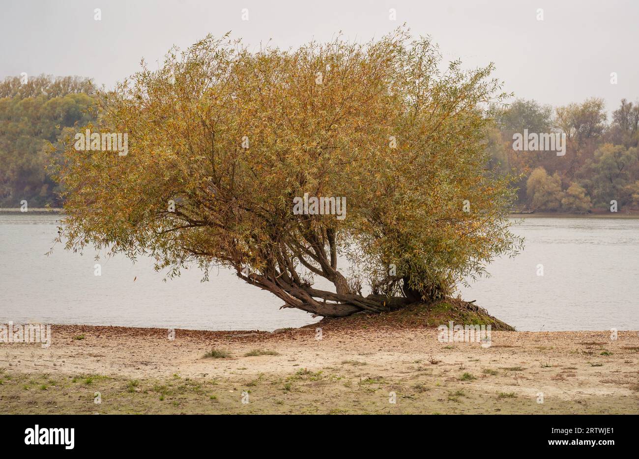 A solitary willow tree (Salix) by the riverbank in an autumnal setting ...