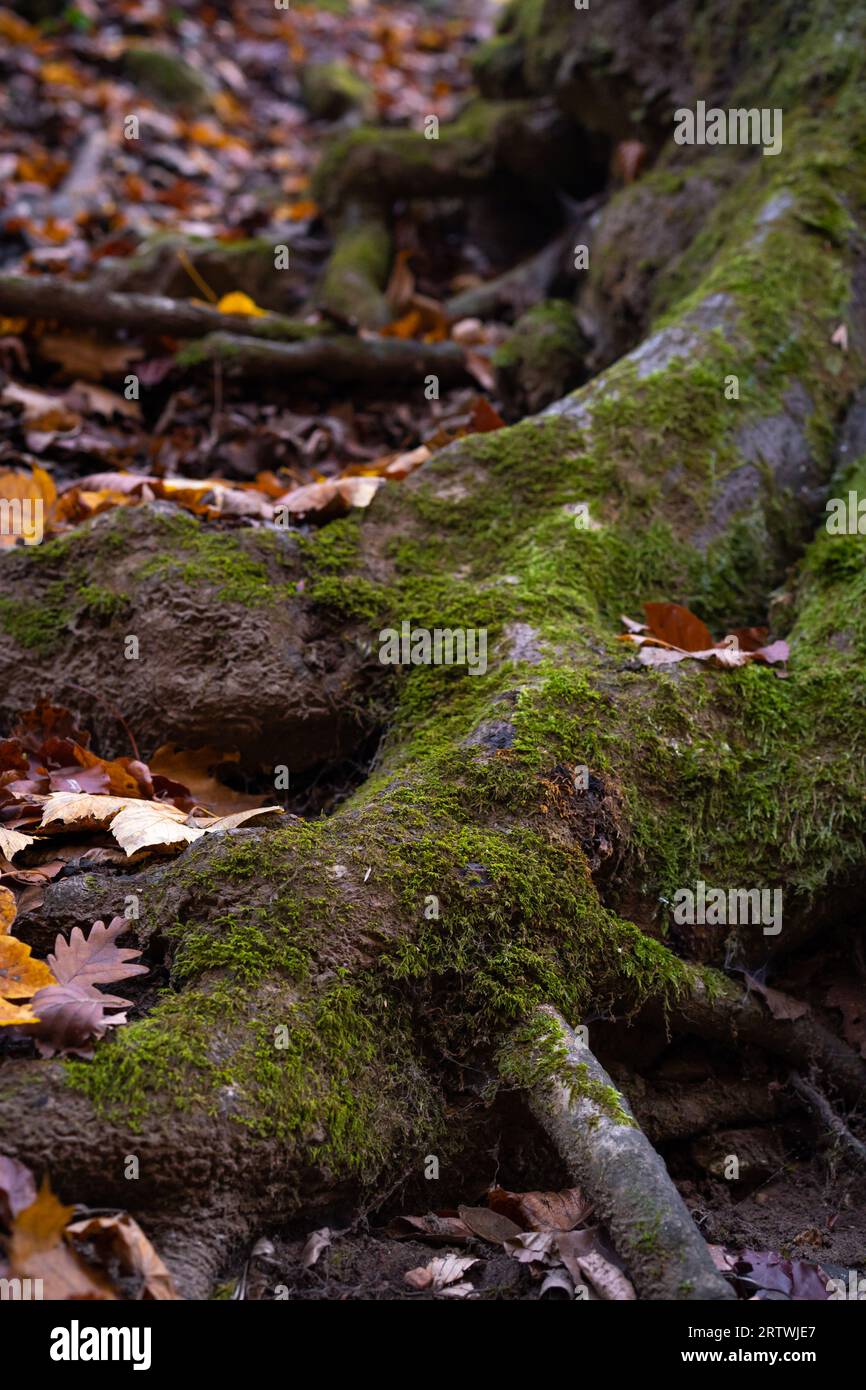 Mossy roots hi-res stock photography and images - Alamy