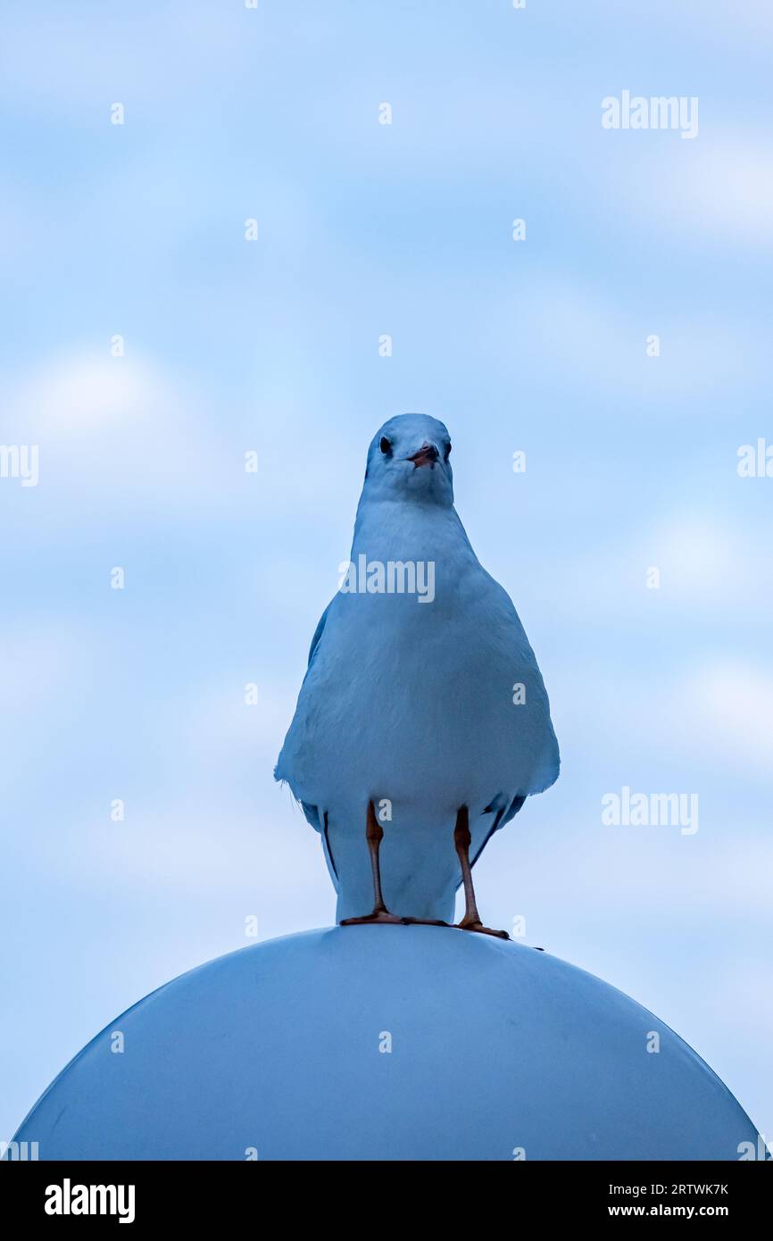 Beautiful white seagull close hi-res stock photography and images - Alamy