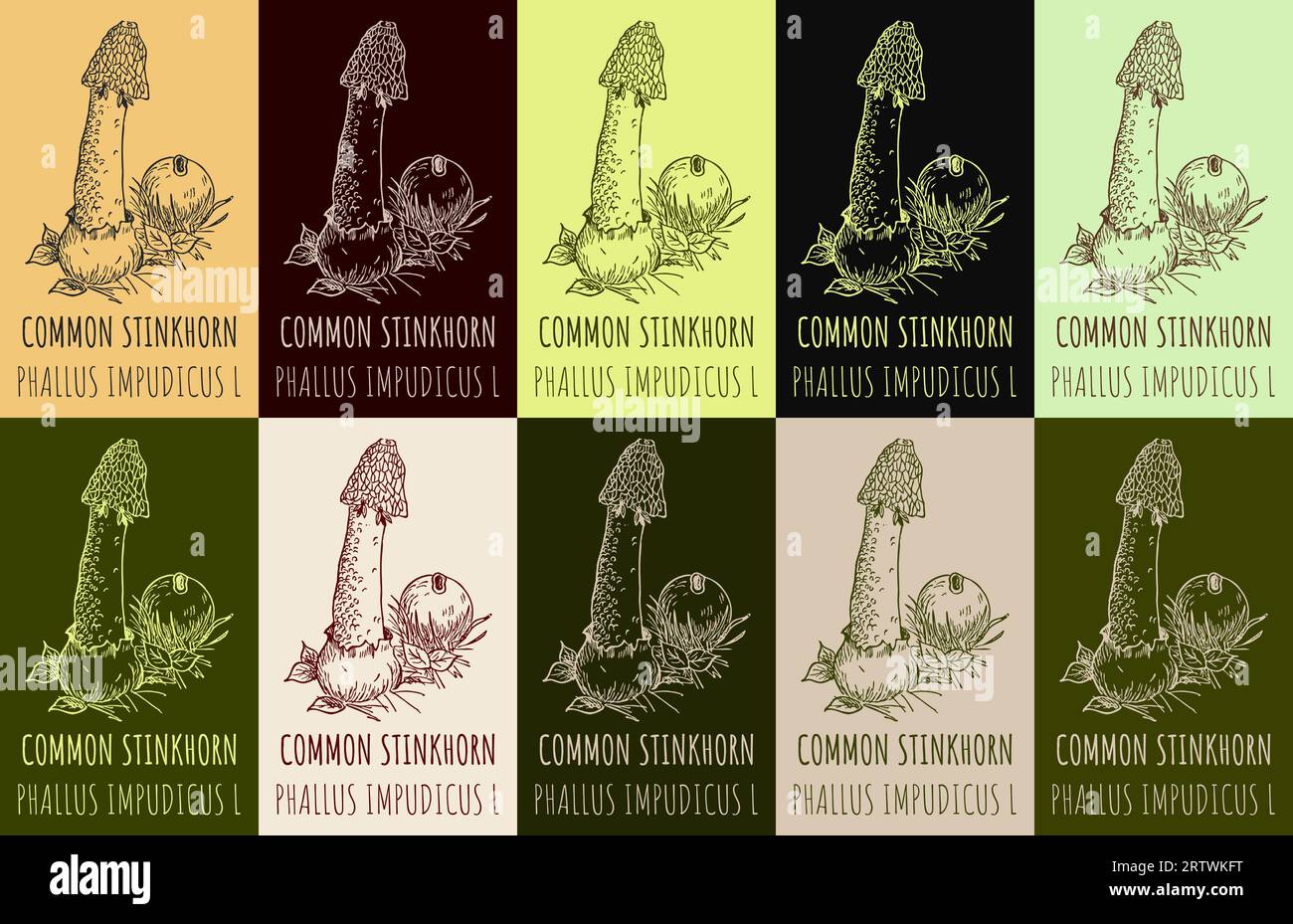 Set of vector drawing of COMMON STINKHORN in various colors. Hand drawn ...