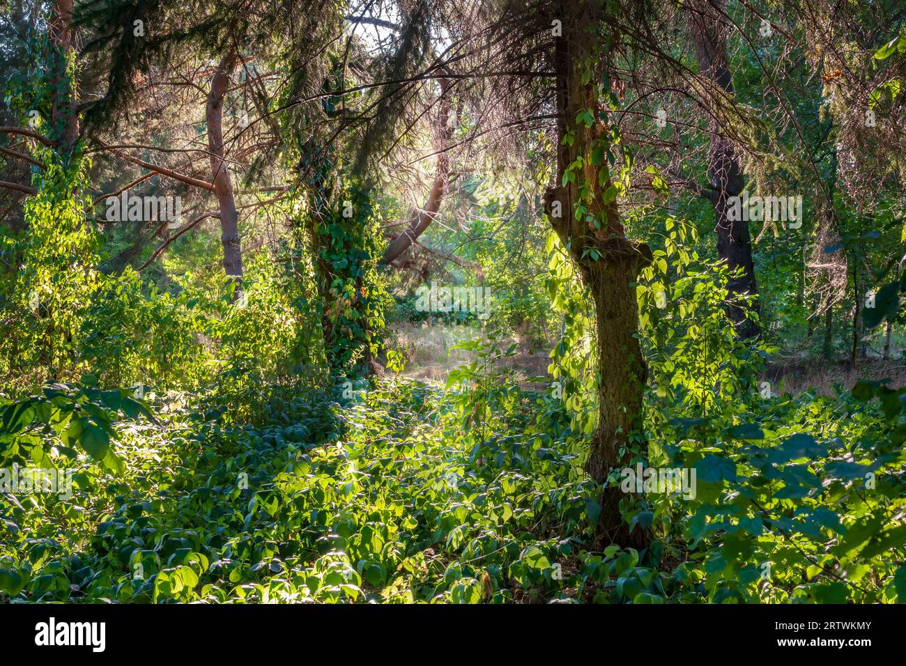 Jungle forest with colorful plants and sun rays. Dense wild forest ...