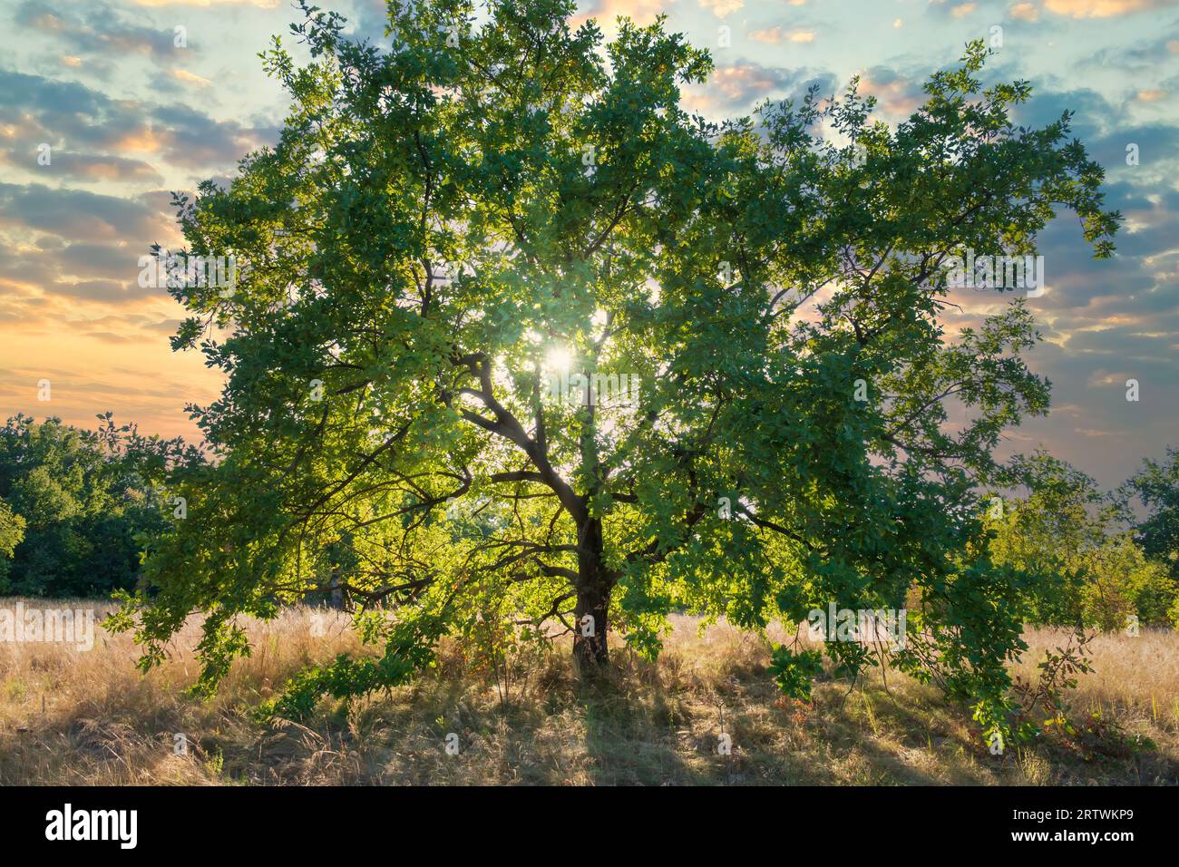 Big oak tree at the sunset with sun rays shining through the foliage ...