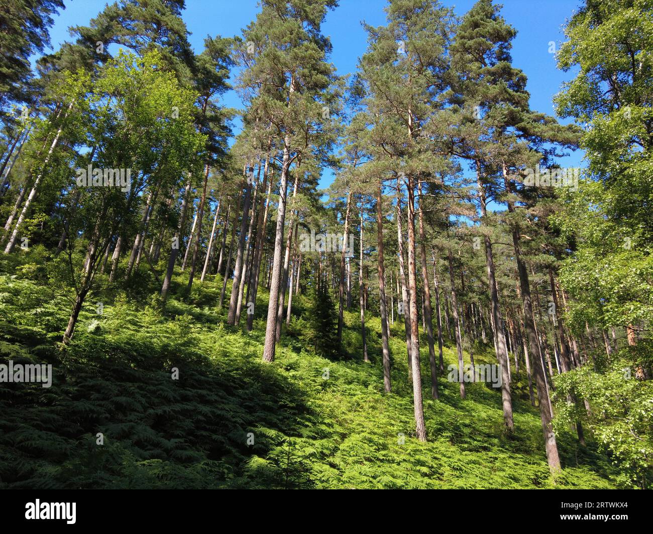Death of vegetation hi-res stock photography and images - Alamy
