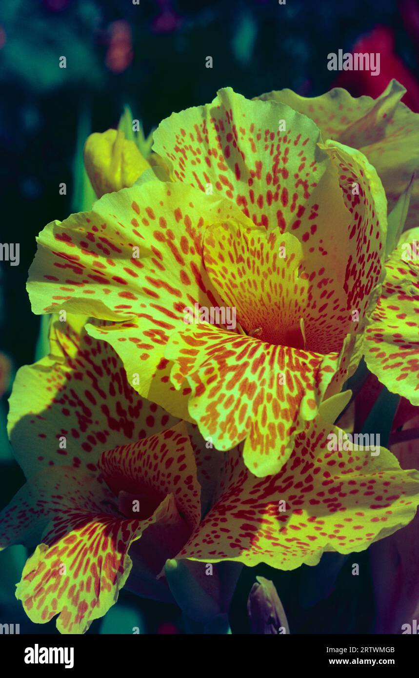 Vibrant yellow canna flower hi-res stock photography and images - Alamy