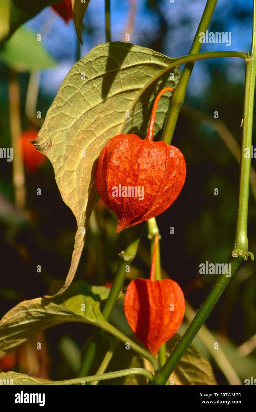 Physalis alkekengi berries hi-res stock photography and images - Alamy