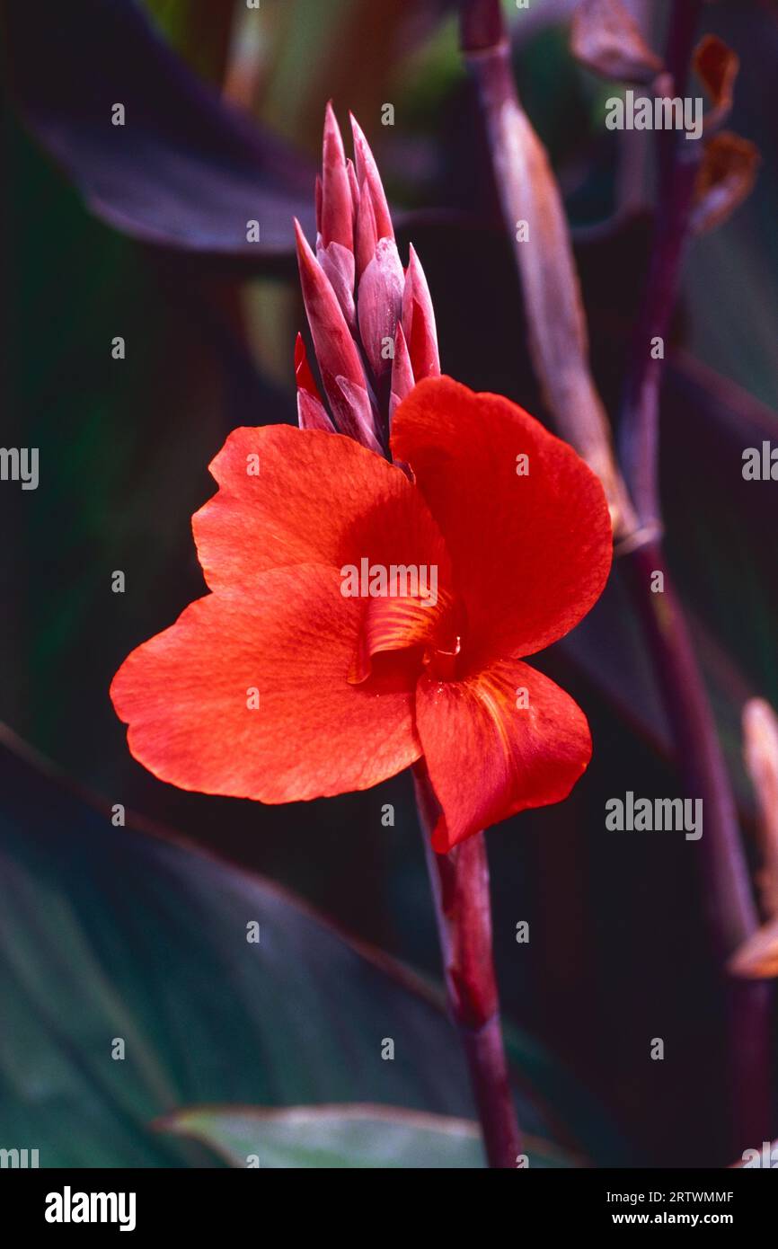Canna canna indica hi-res stock photography and images - Alamy