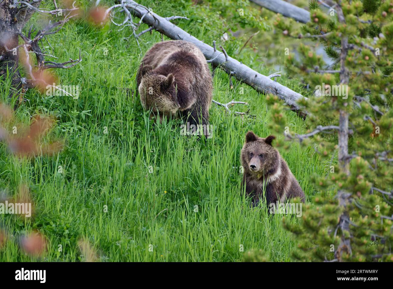 Grizzly bear sow with cubs, Ursus arctos horribilis, Yellowstone ...