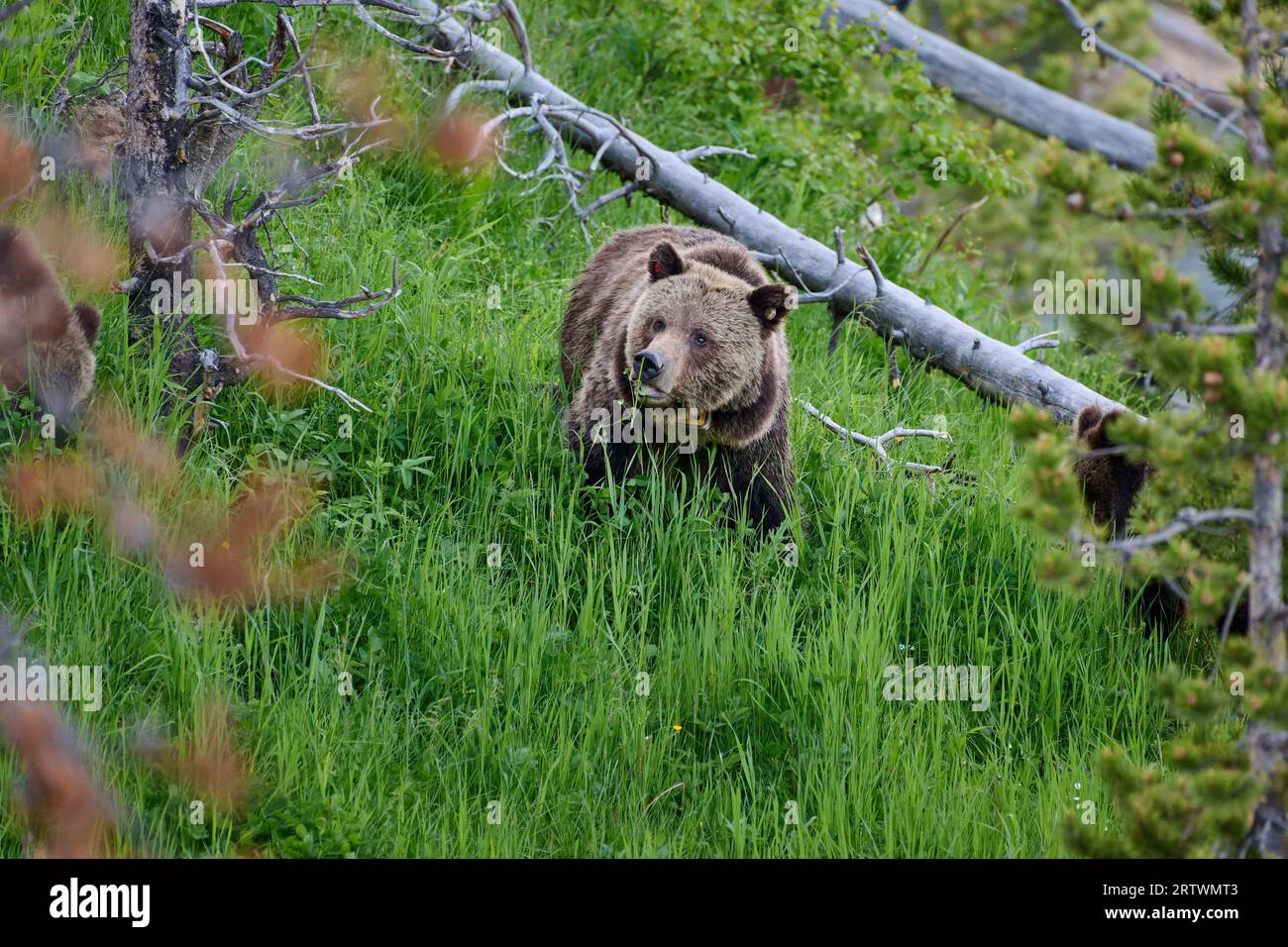 Grizzly bear sow with cubs, Ursus arctos horribilis, Yellowstone ...