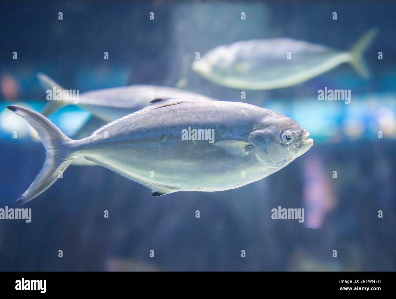 Pompano fish or trachinotus ovatus swimming in group Stock Photo - Alamy