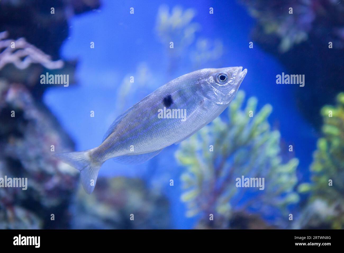 Spicara hi-res stock photography and images - Alamy