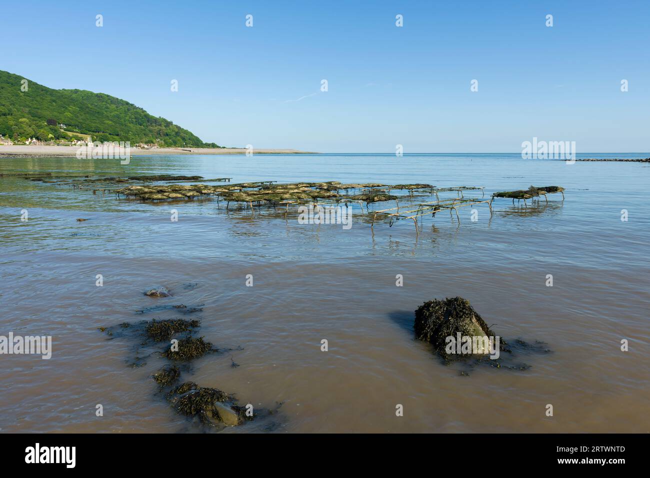 Oyster bags at Porlock Beach in Porlock Bay near Porlock Weir on the ...