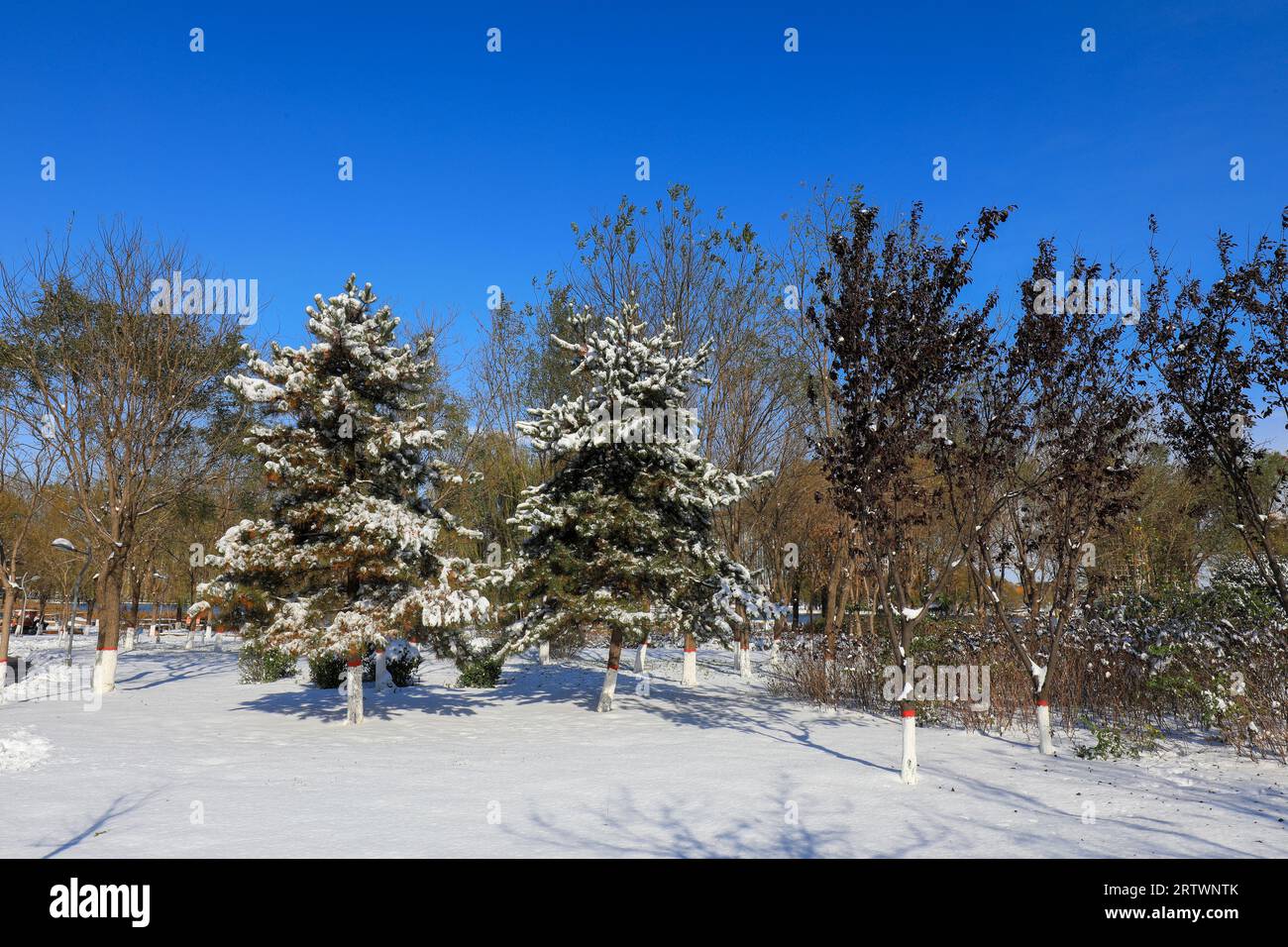 Coniferous forest in snow hi-res stock photography and images - Alamy