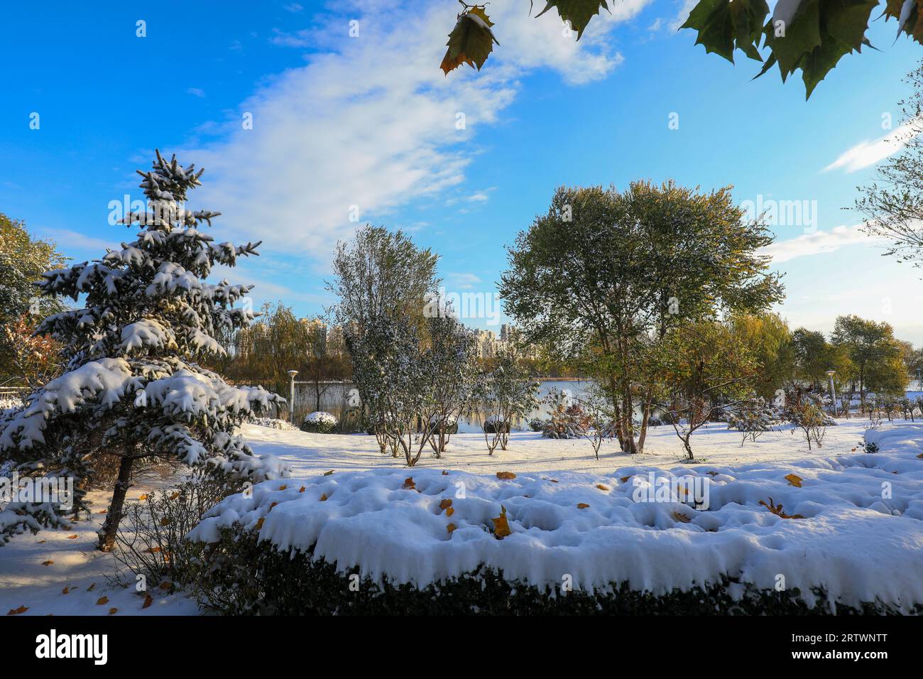 coniferous forest in snow, North China Stock Photo - Alamy