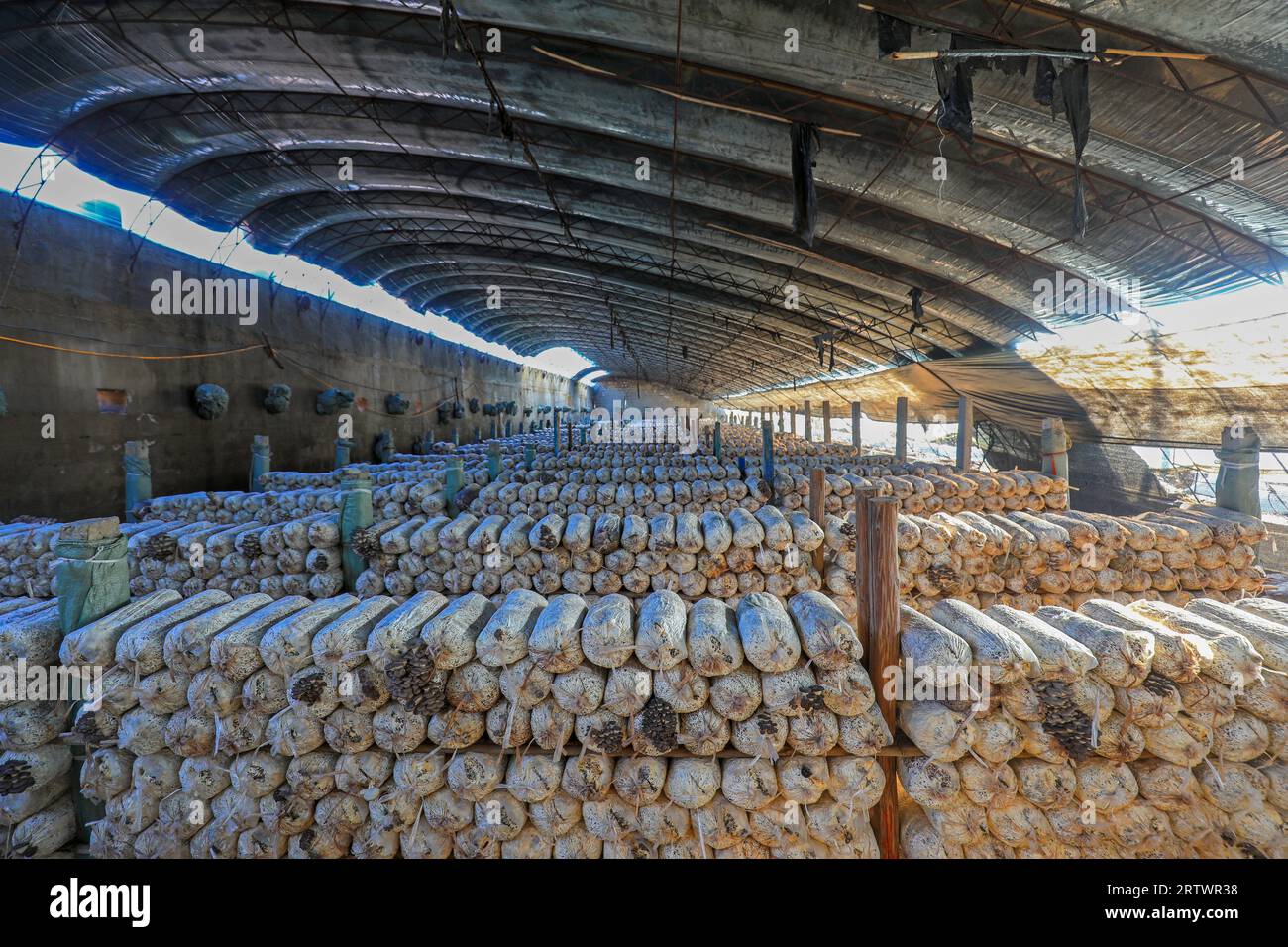 Edible fungus breeding greenhouse, North China Stock Photo - Alamy