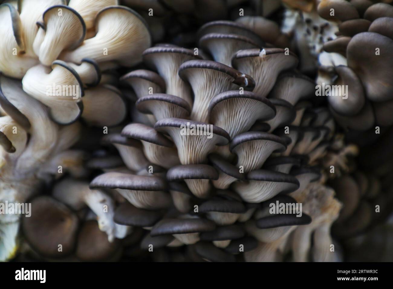 Edible fungi in breeding shed, North China Stock Photo - Alamy