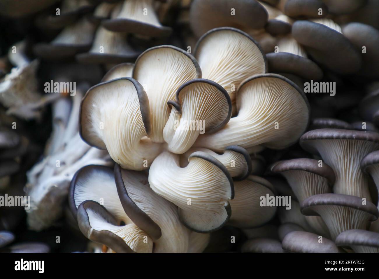 Edible fungi breeding hi-res stock photography and images - Alamy
