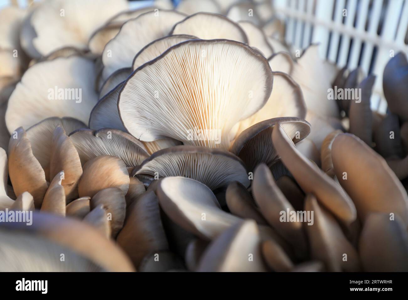 Edible fungi breeding hi-res stock photography and images - Alamy