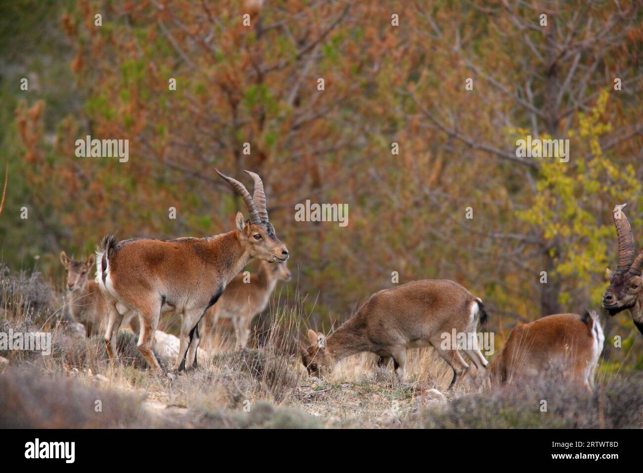 Large capra species hi-res stock photography and images - Alamy