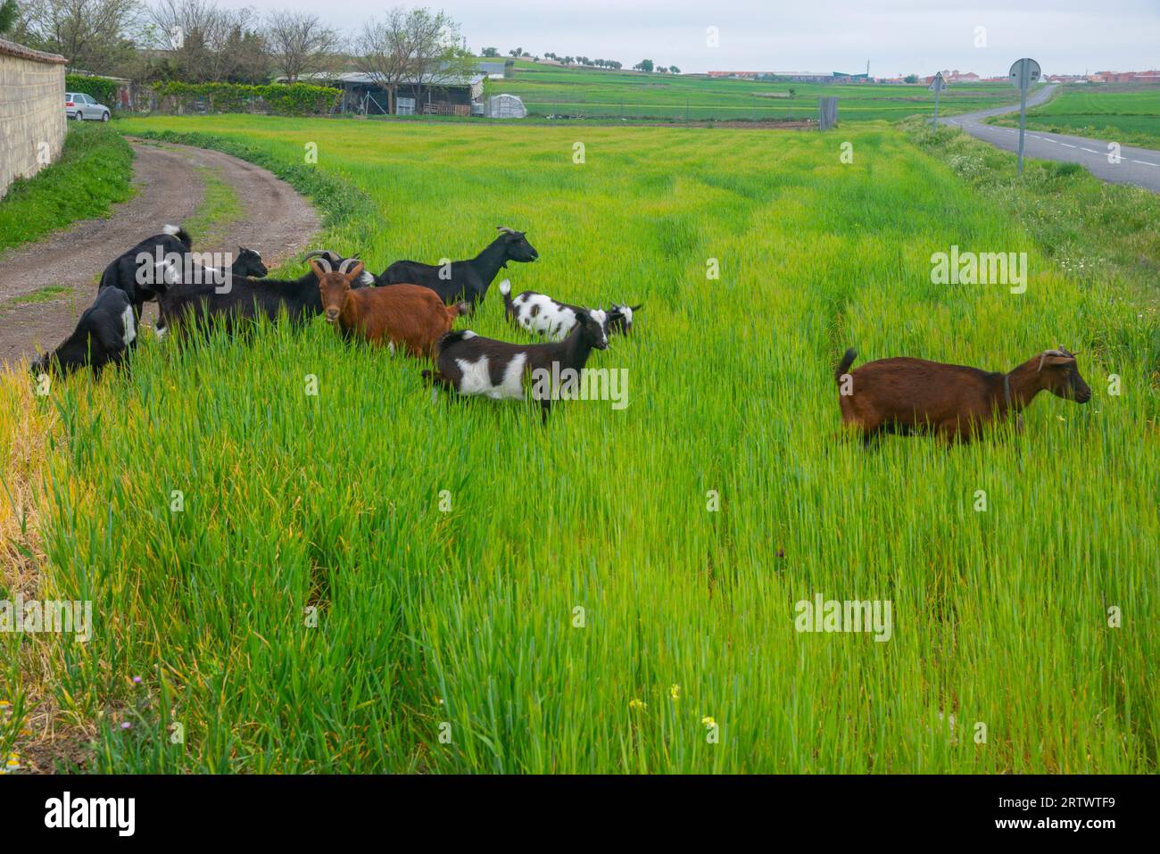 Goat outdoors hi-res stock photography and images - Alamy